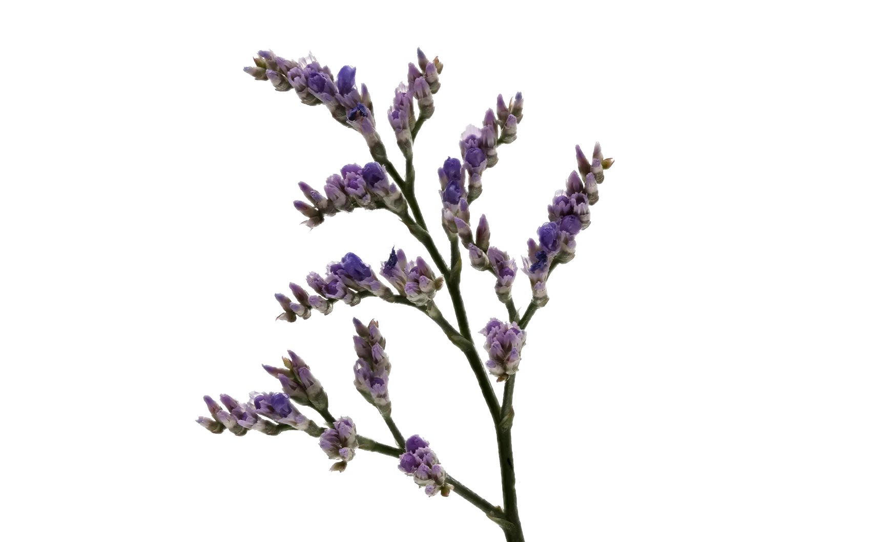 Limonium Skylight | Marginpar